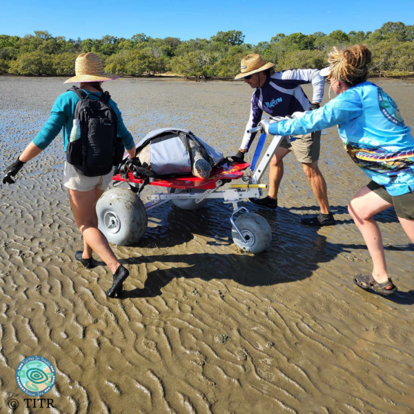 UPDATE: 'Multiple Turtle Trolleys' by Wheeleez™ come to the Rescue of ...