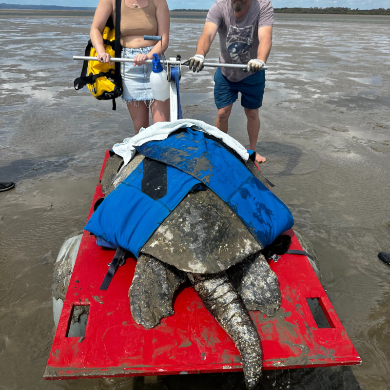 UPDATE: 'Multiple Turtle Trolleys' by Wheeleez™ come to the Rescue of ...